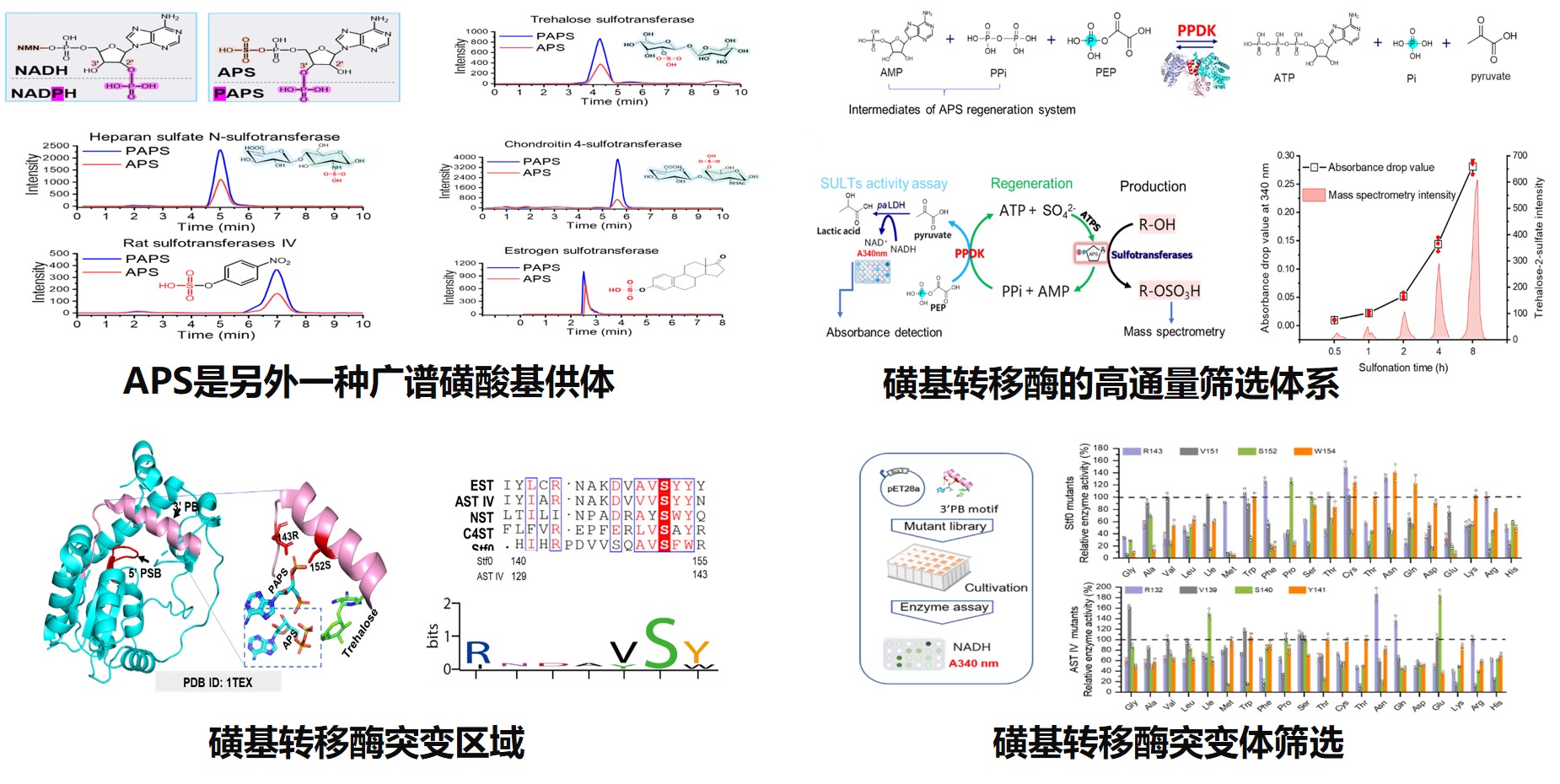 我中心陈坚院士团队康振教授课题组在Nature Communications发表磺酸化修饰重要研究成果-未来食品科学中心